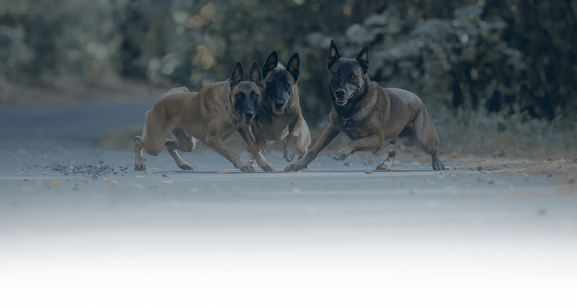 Dixie K9 Collective - Utah